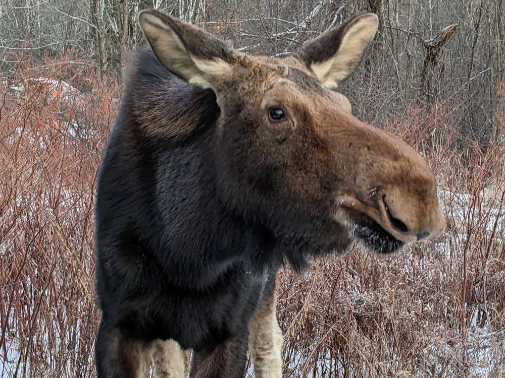 OPP warns of moose hazard | Sault This Week