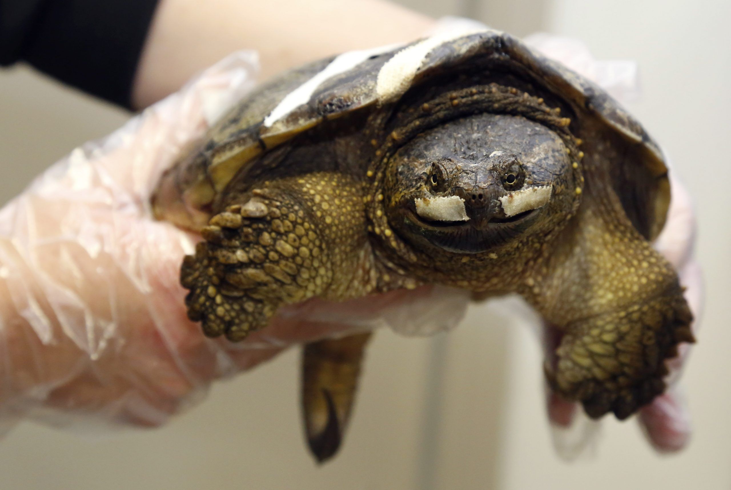 Braking for turtles: Napanee facility helps at-risk species ...