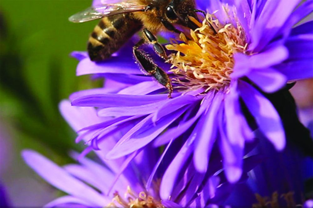 Operation Pollinator partners with on-farm researchers to create ...