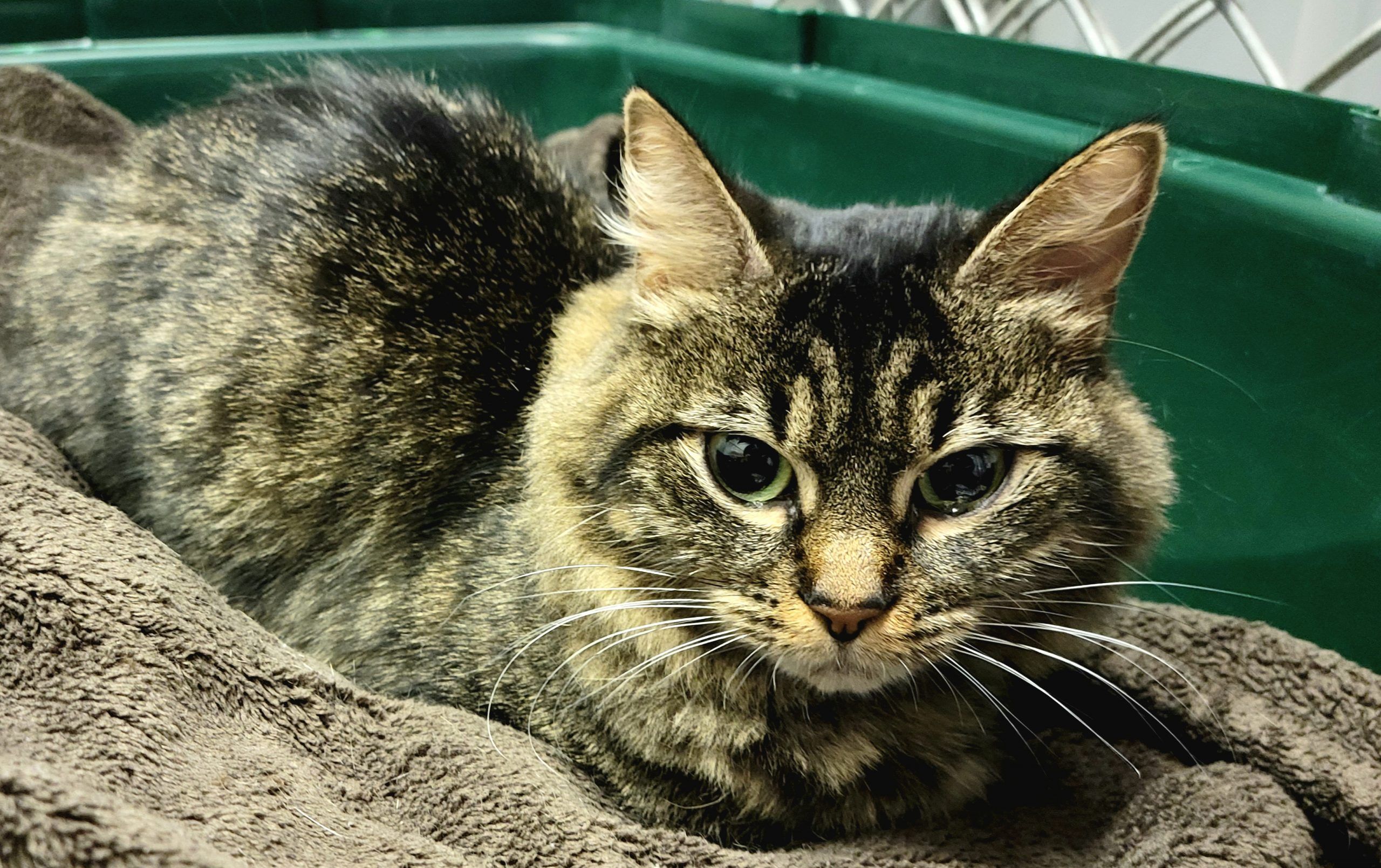 Owning a Childhood Pet Inspires Responsibility | Vulcan Advocate