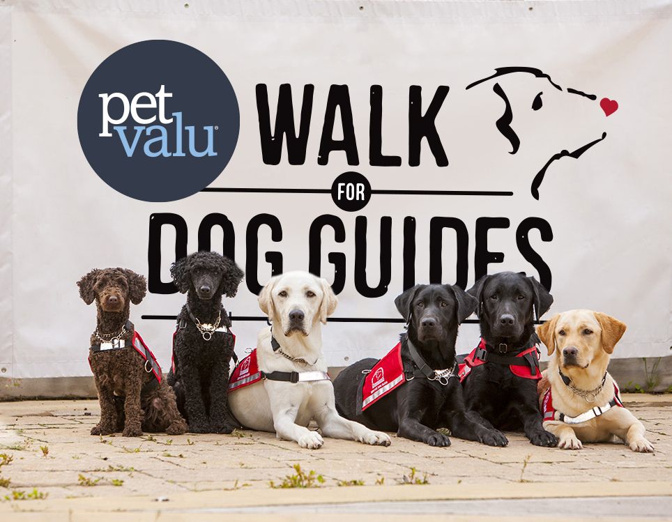 Walk this Sunday in Sudbury to raise funds for dog guides | Sudbury Star