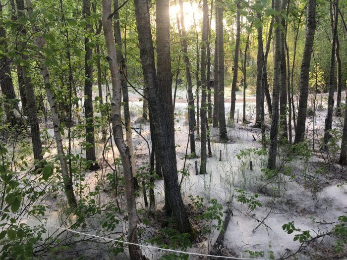 Poplar fluff spreads backyard fire across three Ardrossan properties ...