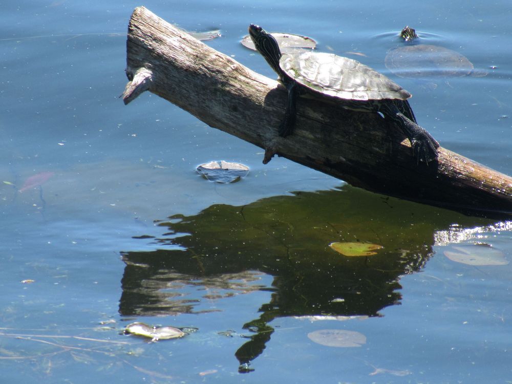 Kingston environmentalists voice concern about Bill 23 | The Kingston ... Kingston environmentalists voice concern about Bill 23 | The Kingston ...