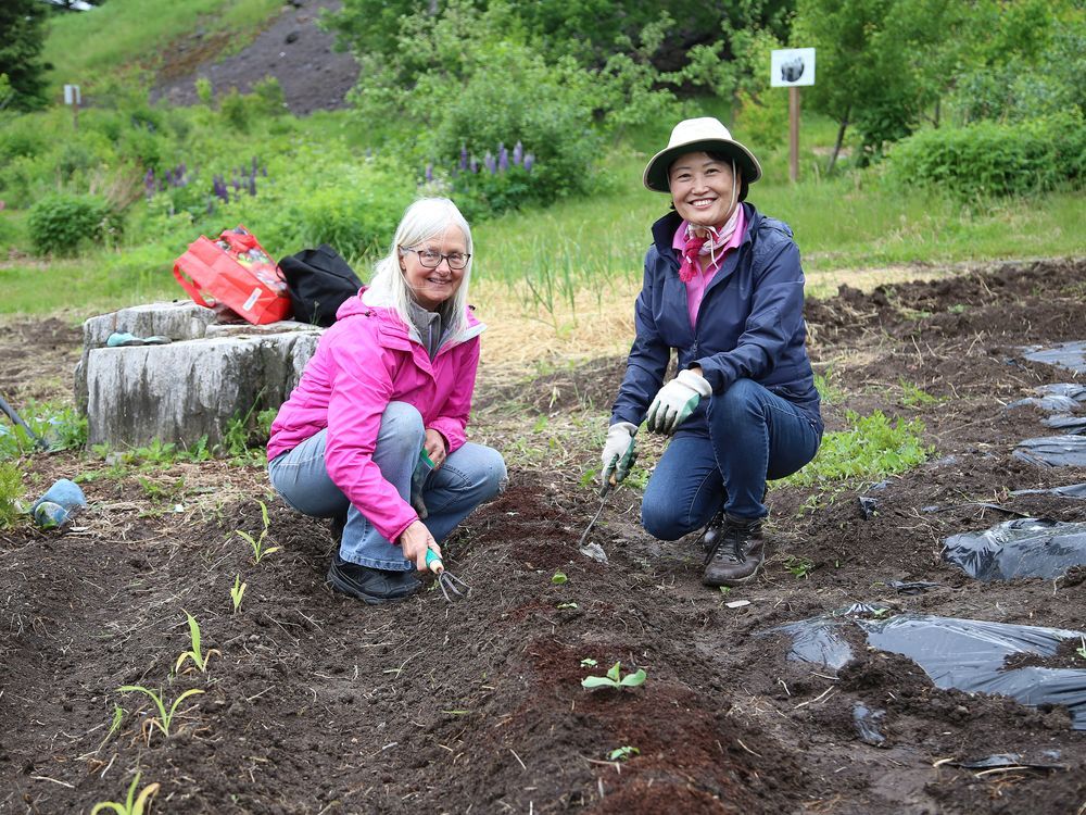 Sudbury's first Applefest goes this weekend | Sudbury Star