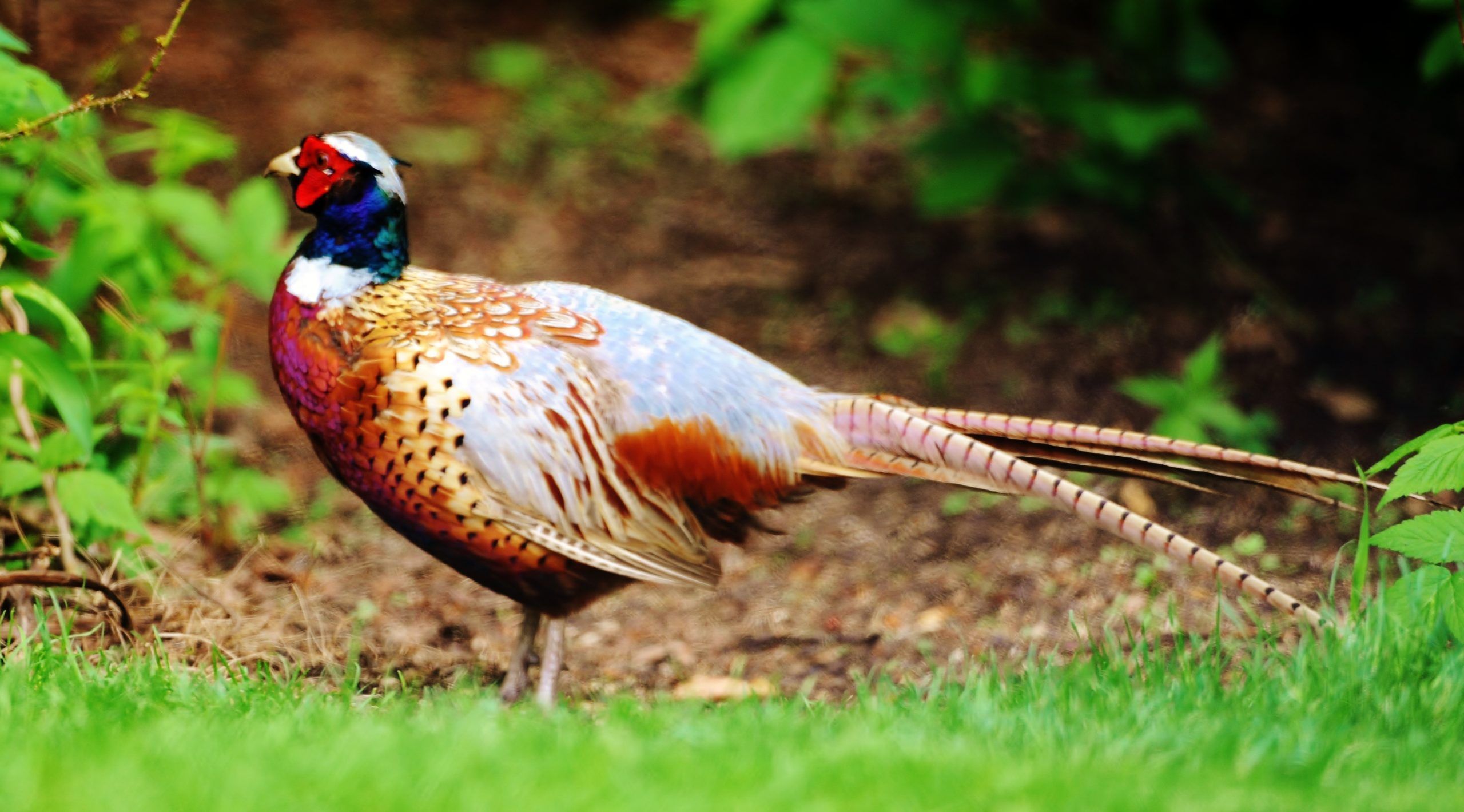 Pheasant hunting draws tourists to Norfolk | Brantford Expositor