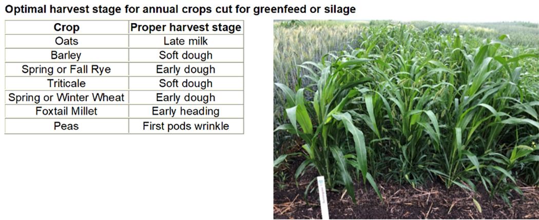 Annual forages for greenfeed, silage and grazing | Kenora Miner