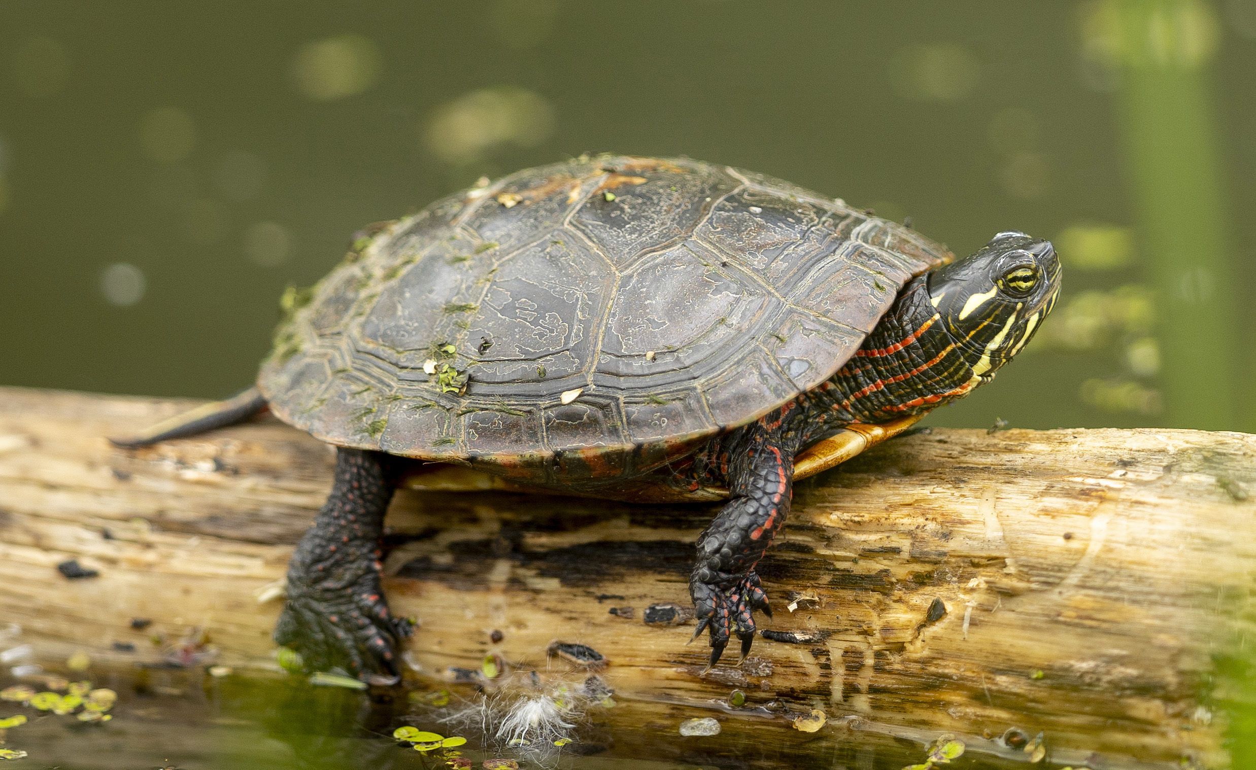 How did the turtle cross the road? With human help | Tillsonburg News
