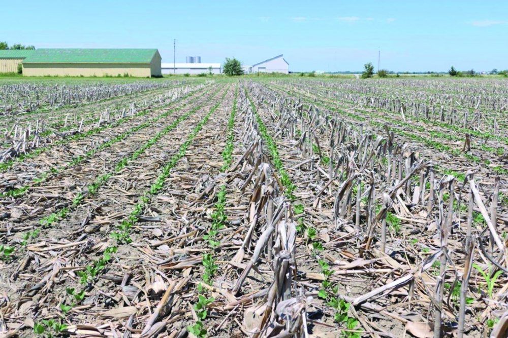 Crops | Ontario Farmer