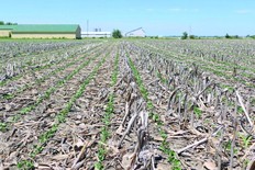 Crops | Ontario Farmer