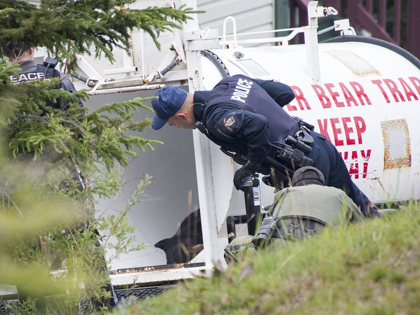 Canmore grizzly bear relocated several hundreds of kilometres away ...
