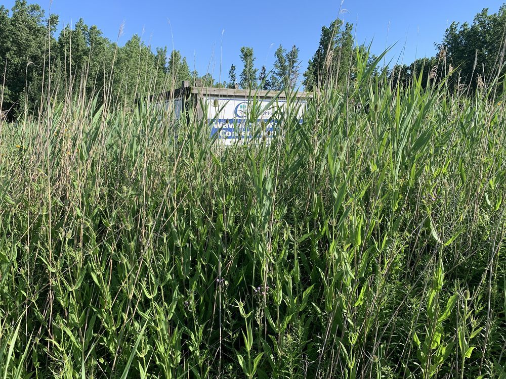 Invasive Phragmites Control Fund seeks applicants | Sault This Week