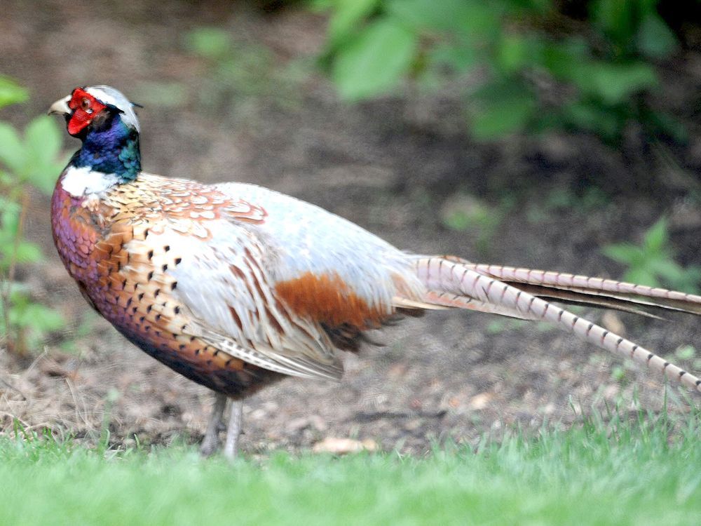 Windsor hunter fined $10,000 for injuring man while hunting pheasant at ...