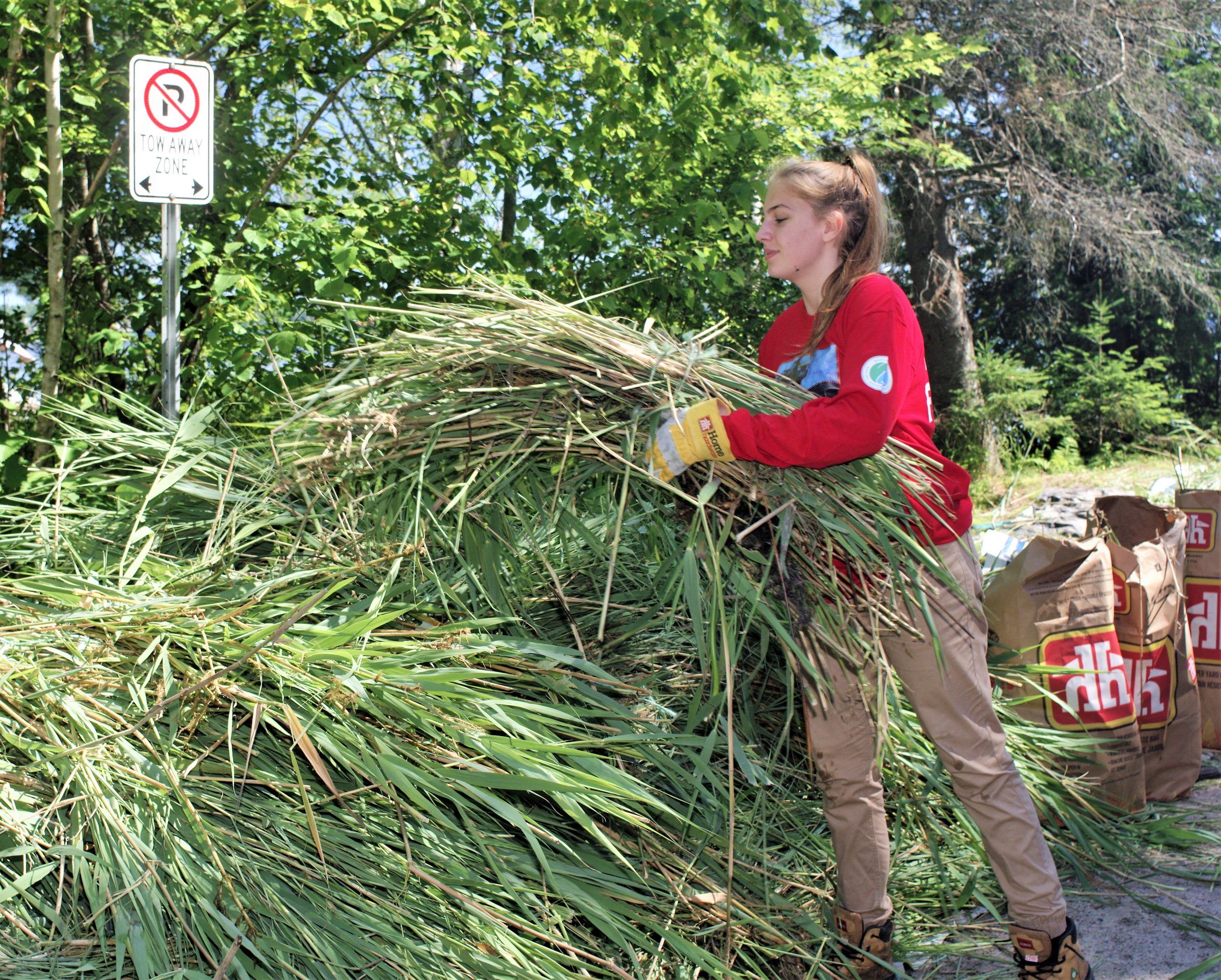 Volunteers make progress in eradicating invasive plant from Sundridge’s ...