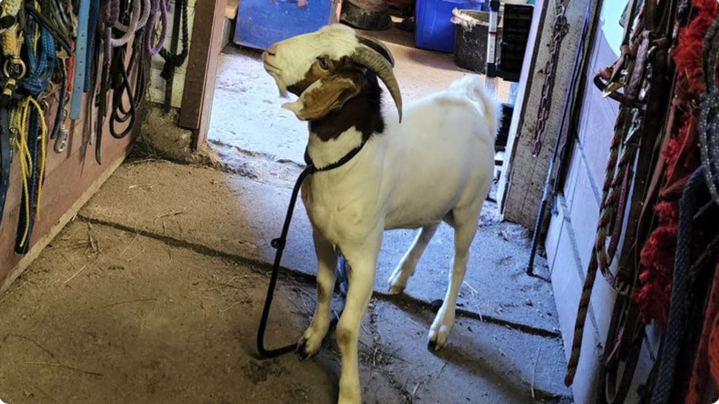 Getting Goaty Home: The misadventures of one mischievous goat and a ...