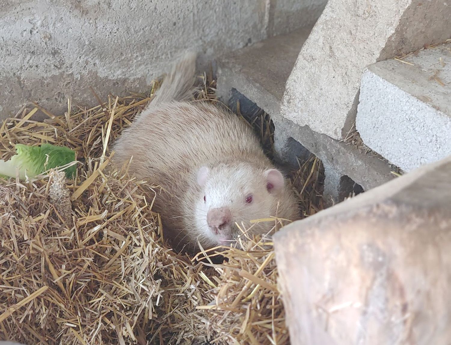 Wiarton welcomes new albino Willie to town | Owen Sound Sun Times