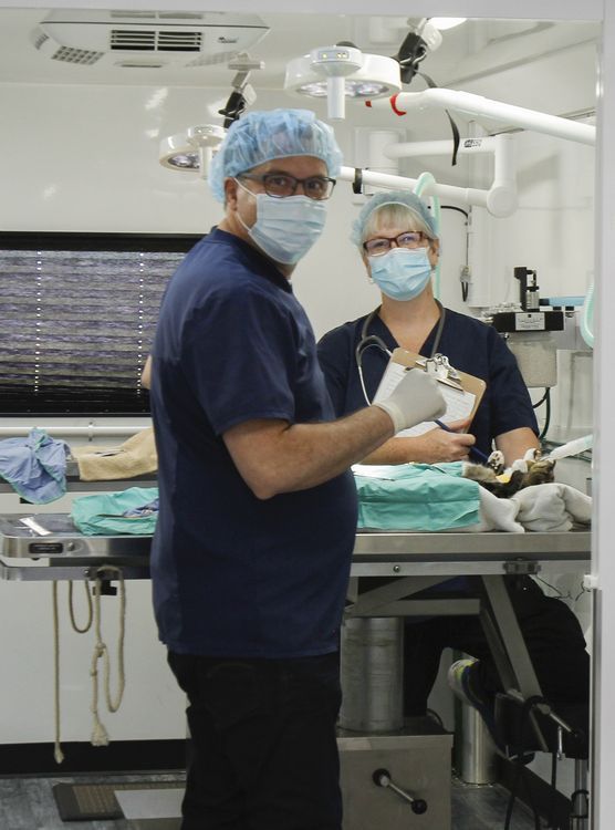 OSPCA mobile clinic stops in Kingston to spay/neuter 50 local cats ...