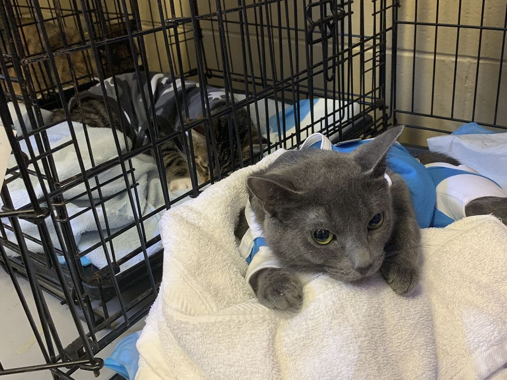 OSPCA mobile clinic stops in Kingston to spay/neuter 50 local cats ...