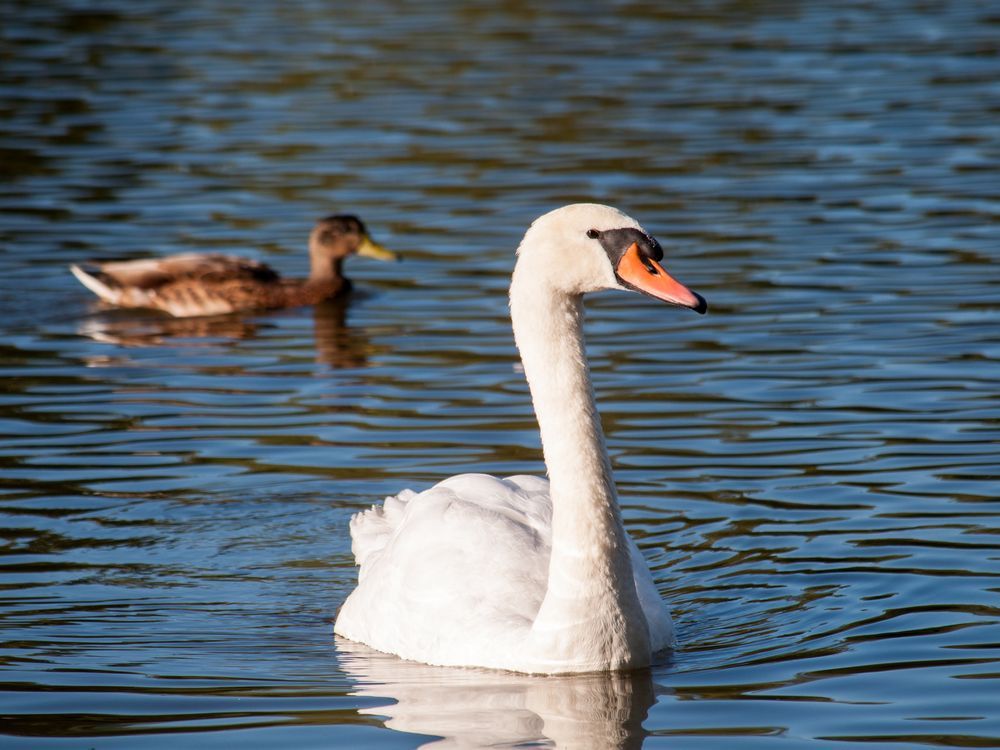 Three Stratford swans have died, 'most likely' due to H5N1 | The ...