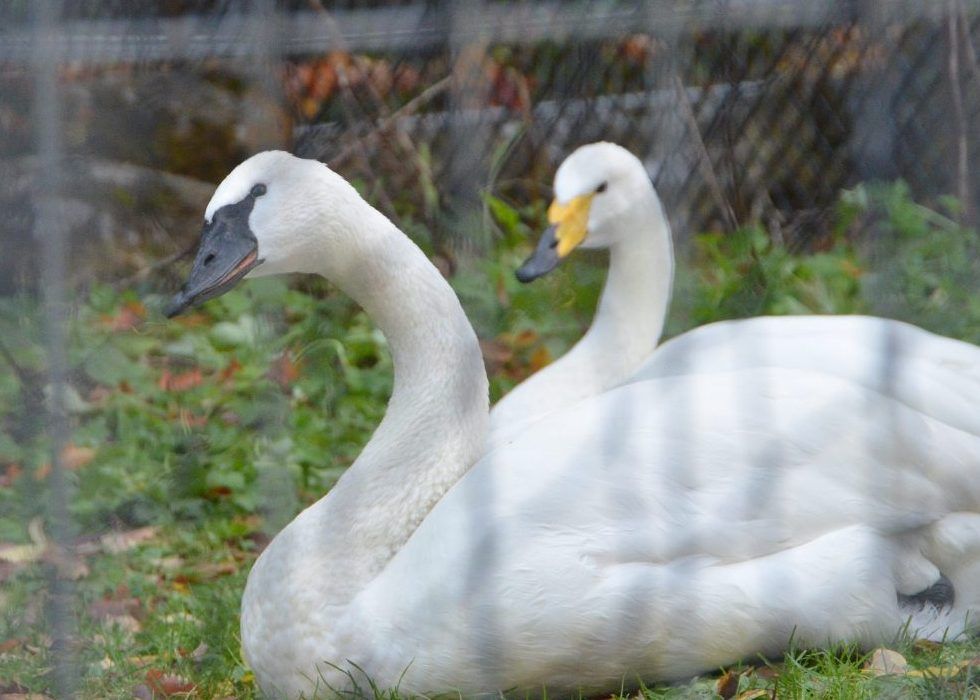 Harrison Park swans through quarantine and back at park | Owen Sound ...