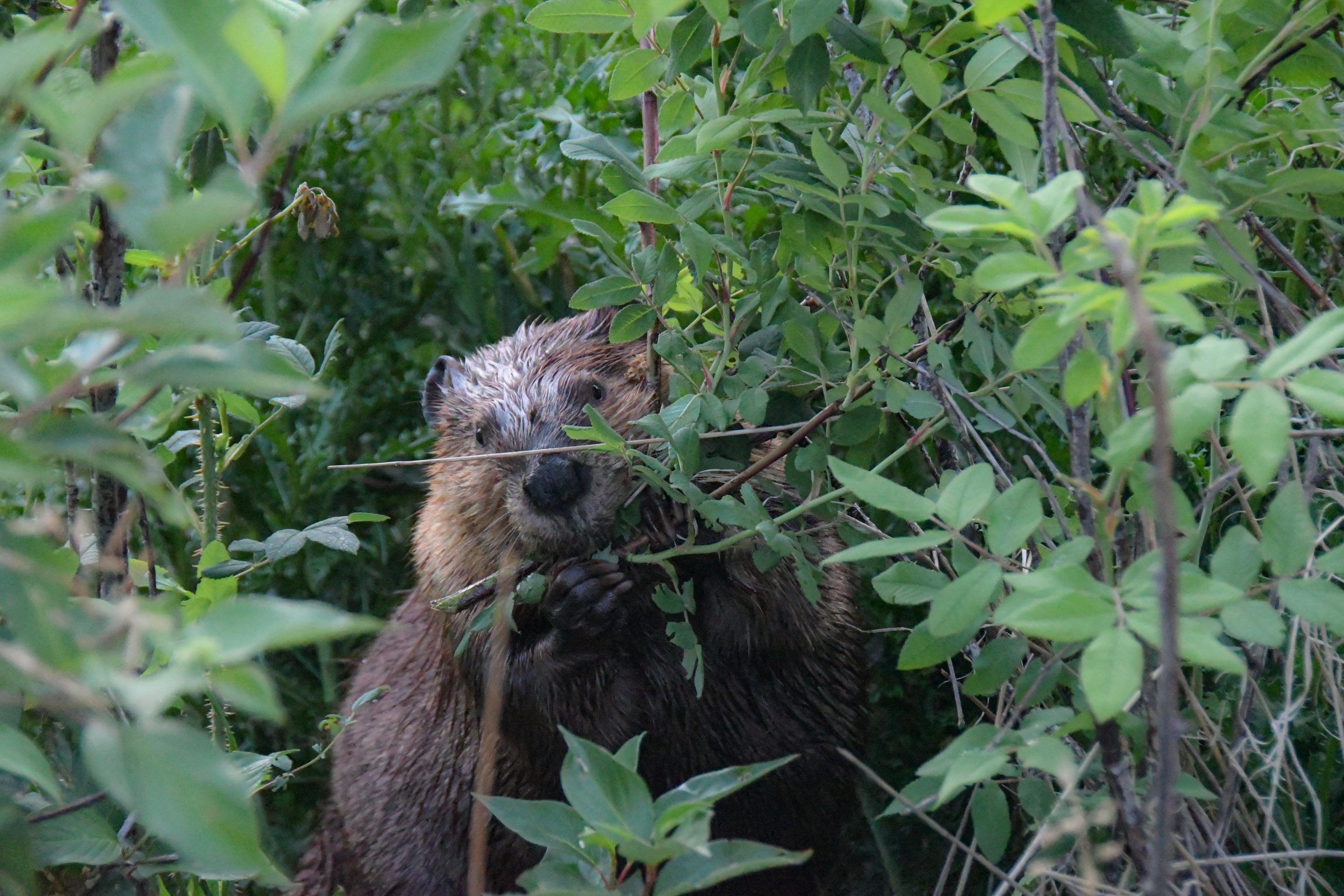 Property damage causes City to exterminate beaver colony | Airdrie Echo
