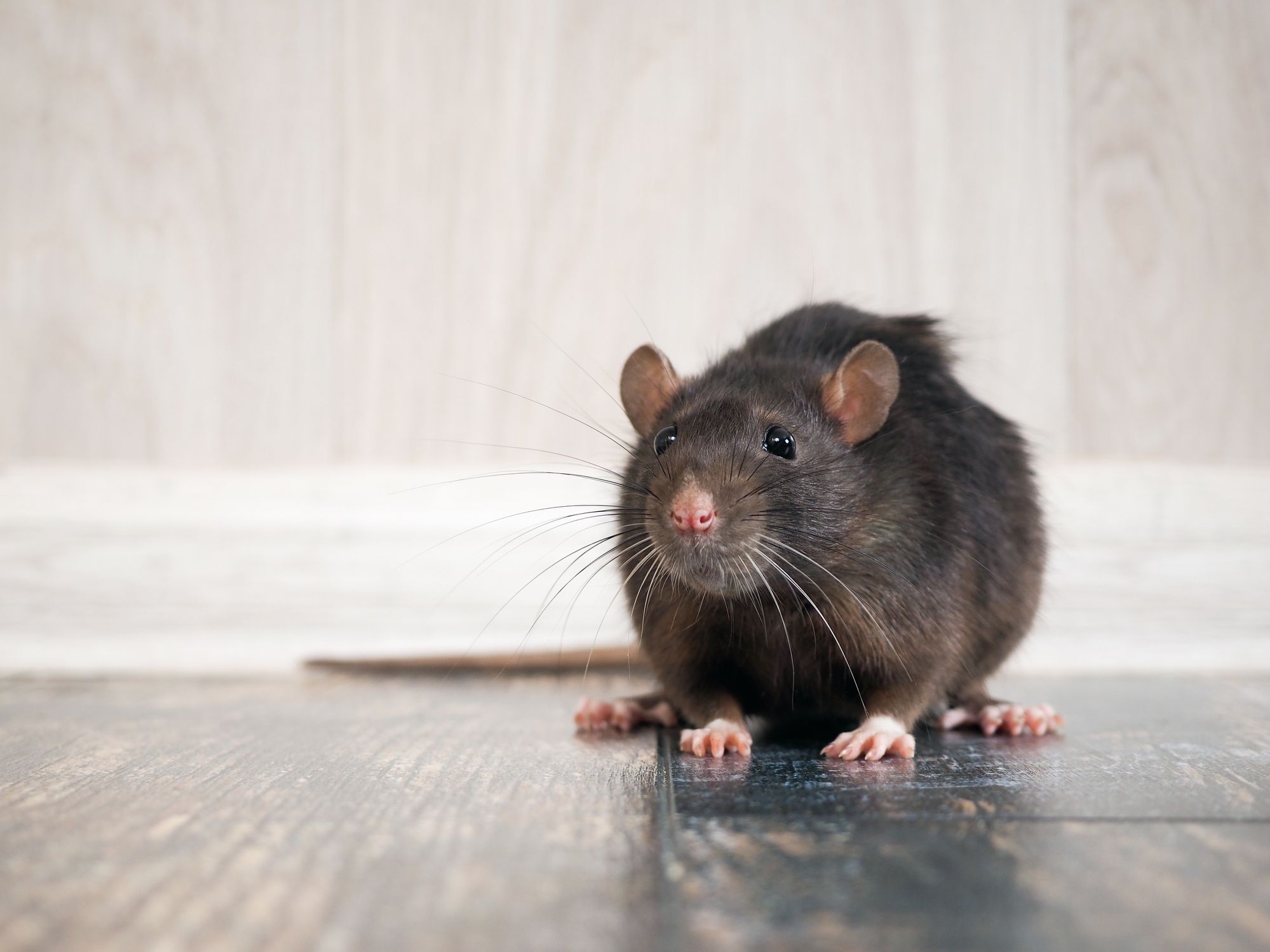 Toronto ranks No. 1 in Orkin Canada's top 10 list of 'rattiest' cities ...