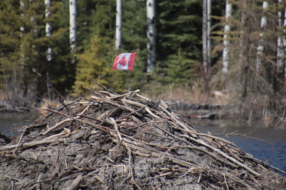 Weekly Ponderings: Part 4 (110) Our boreal forest – teller of tall tree ...