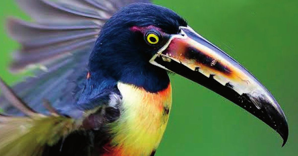 Art Gallery showcase: Fish of a Feather Flock Together | Pincher Creek Echo