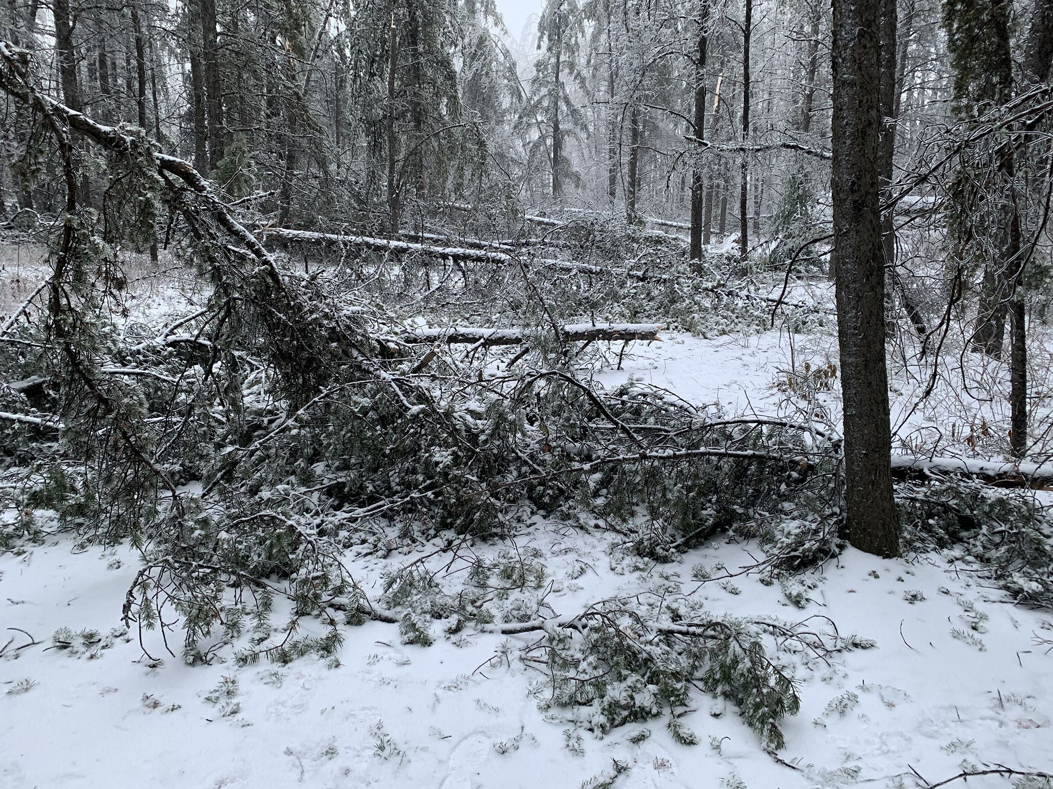 GALLERY: Storm leaves trees fallen across trails | North Bay Nugget