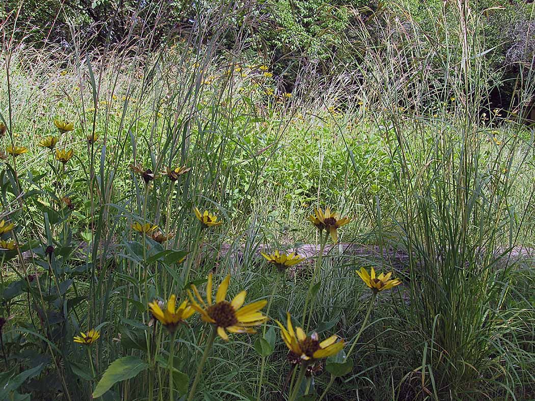 Fight the flu with a local weed | Kenora Miner