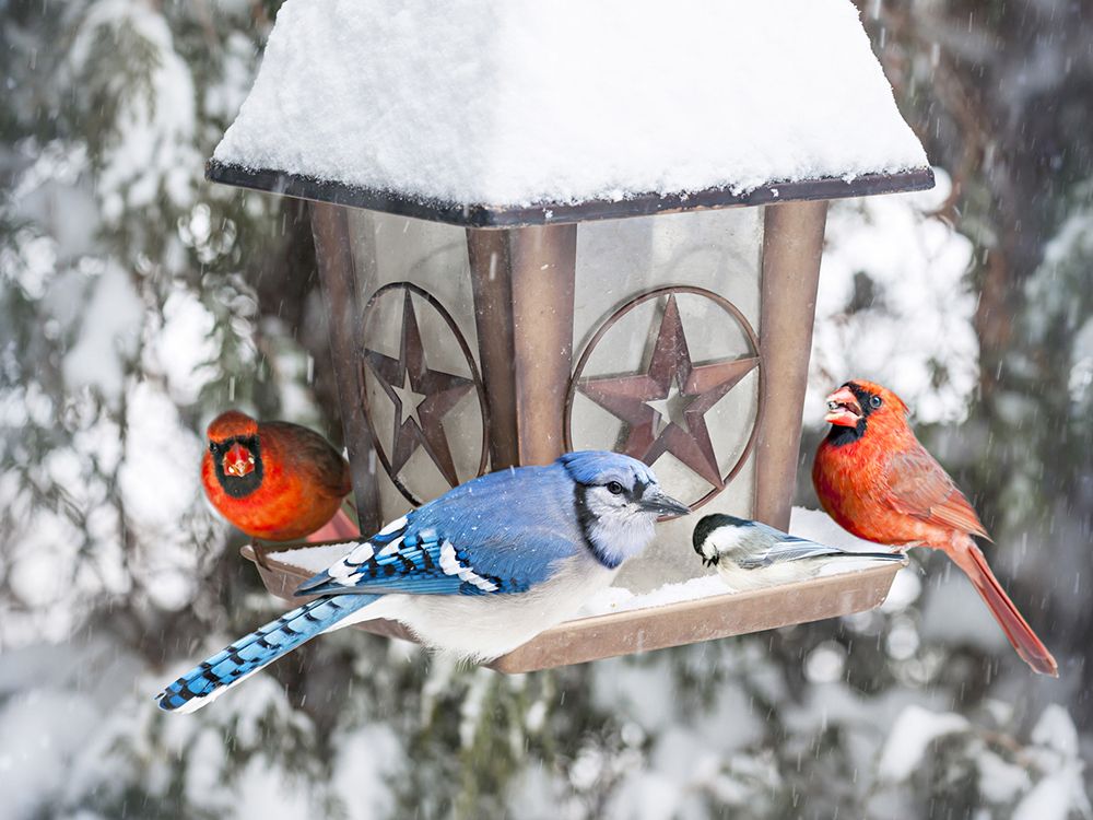 BIRDWATCH: Christmas bird counts on the horizon in Pembroke and ...