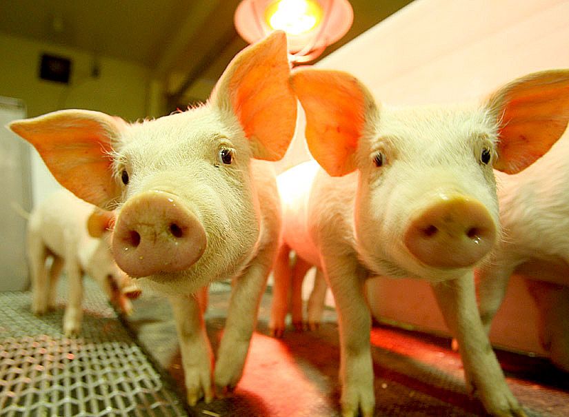 Pork conference returning to Ridgetown on Feb. 22 | The Paris Star