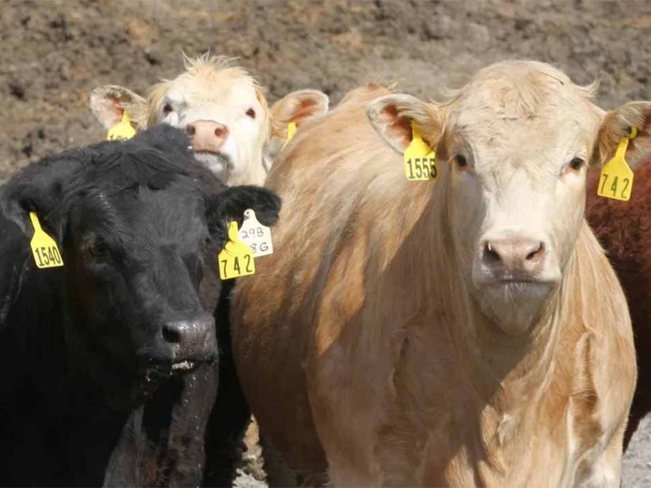 Veterinary professor at USask launches bovine health podcast | Ontario ...