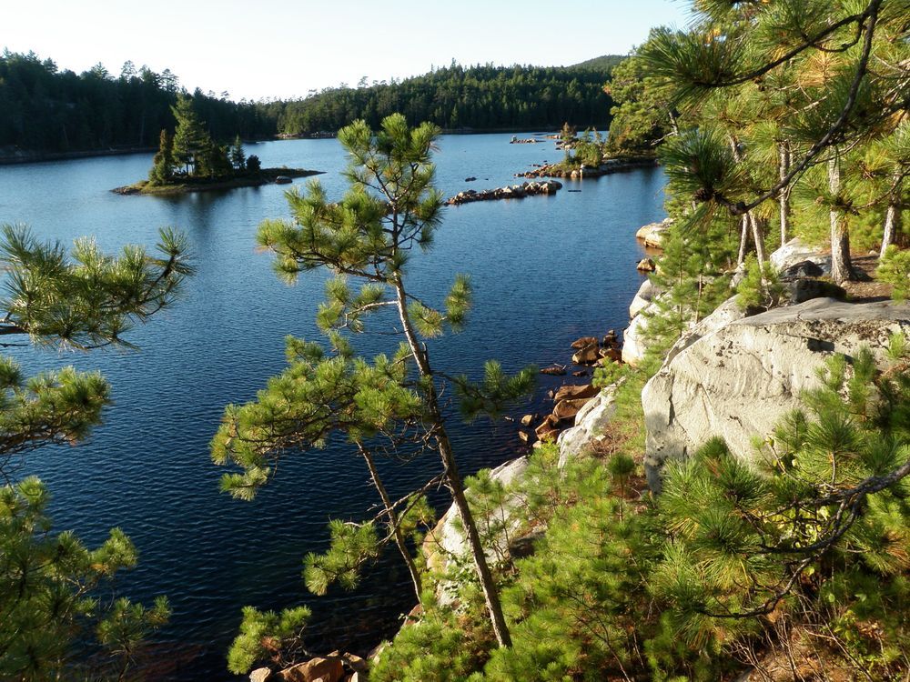 The Wolf Lake Red pines: If only a tree could talk | Sudbury Star