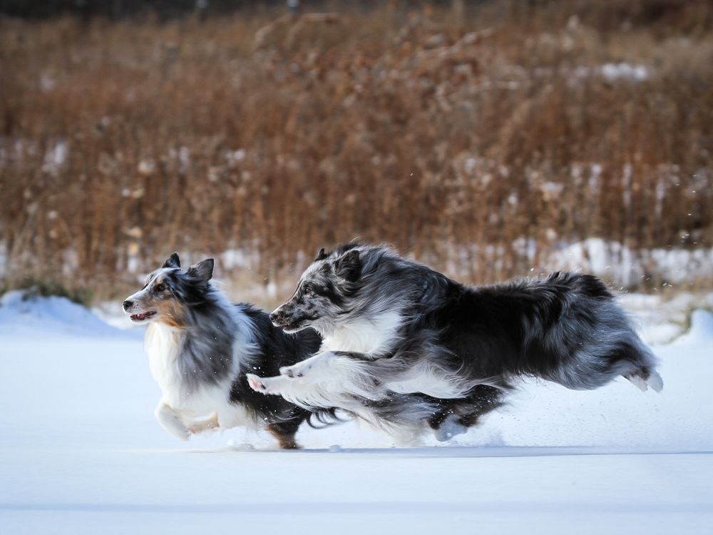 Animal control in East Ferris provided by North Bay Humane Society ...