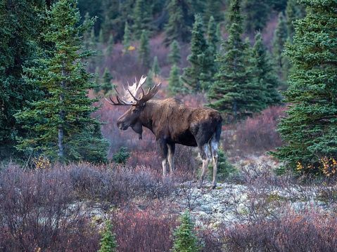 Man fined $15K for killing moose without licence, leaving carcass to ...