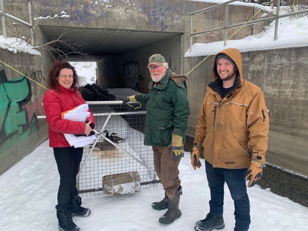 Timmins residents carry out Christmas rescue of 'Romeo and Juliet ...