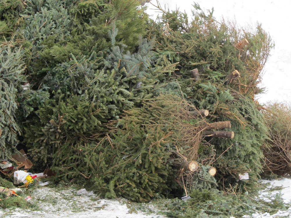 O Christmas tree! What do we do with thee after the season? | Pembroke ...