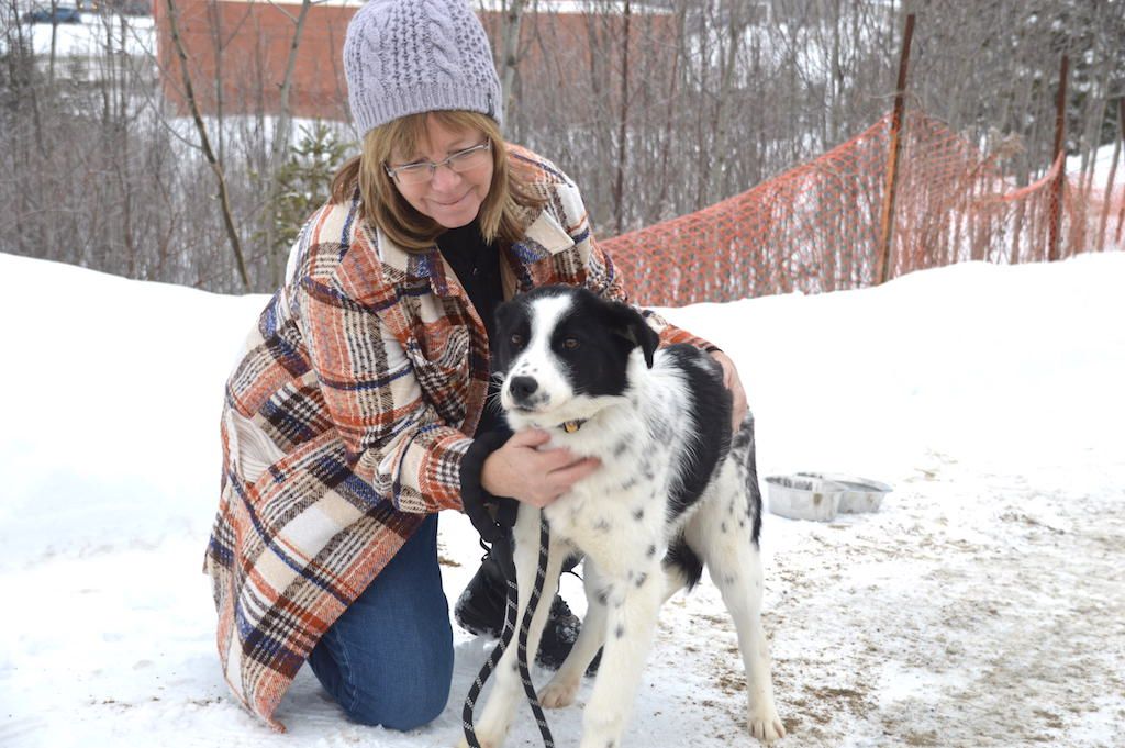 Bark Bus brings record number of northern dogs to Sudbury | Sudbury Star