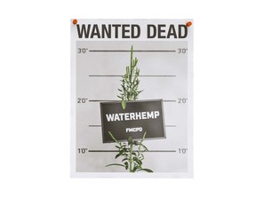 Resistant waterhemp devastates soybean yields | Ontario Farmer