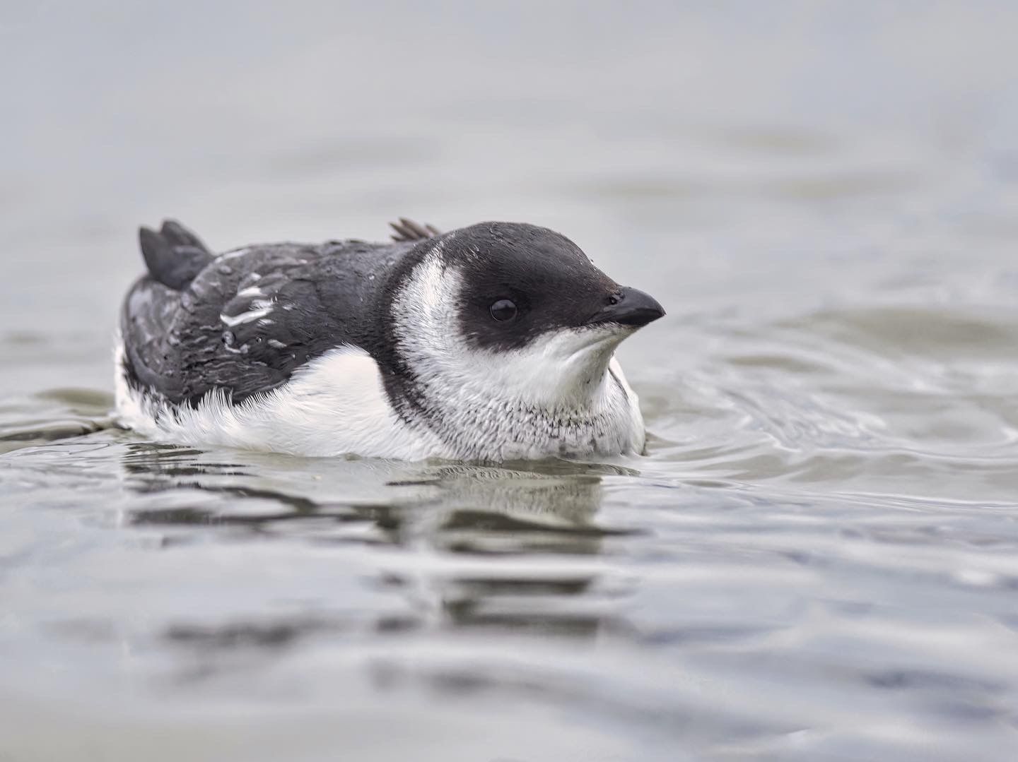 Peninsula man set bird-sighting record in 2022 | Owen Sound Sun Times