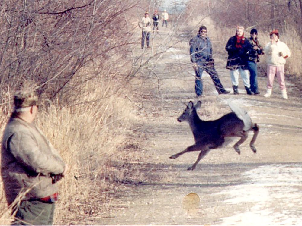 Too many deer: Point Pelee closing for January cull | Chatham Daily News