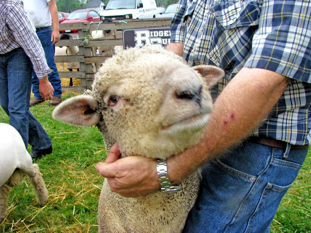 Sheep Growth Time at Gerald Tapia blog