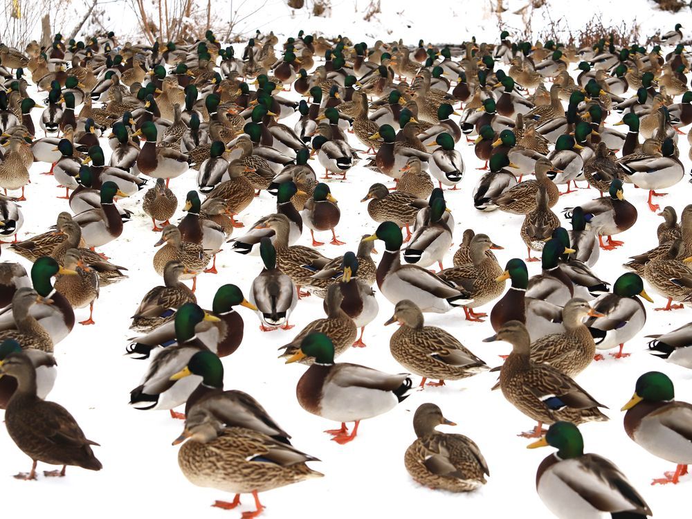 Sudbury listings, Jan. 7 to Jan. 10 | The Daily Press