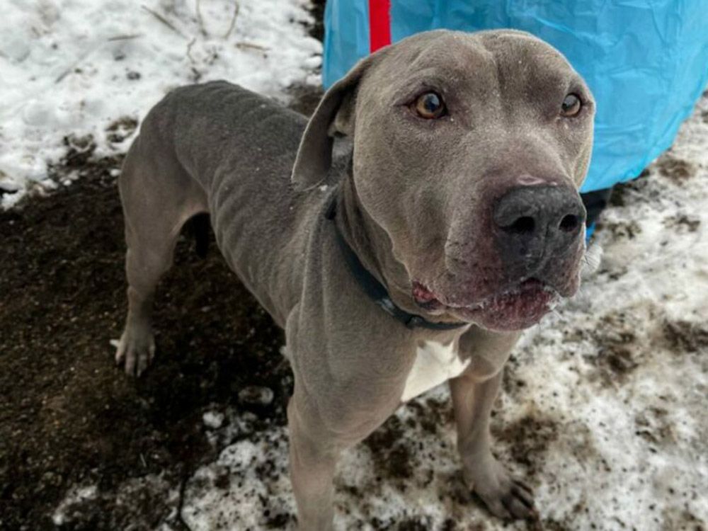 Nine-year-old dog abandoned in downtown Prince George: B.C. SPCA ...