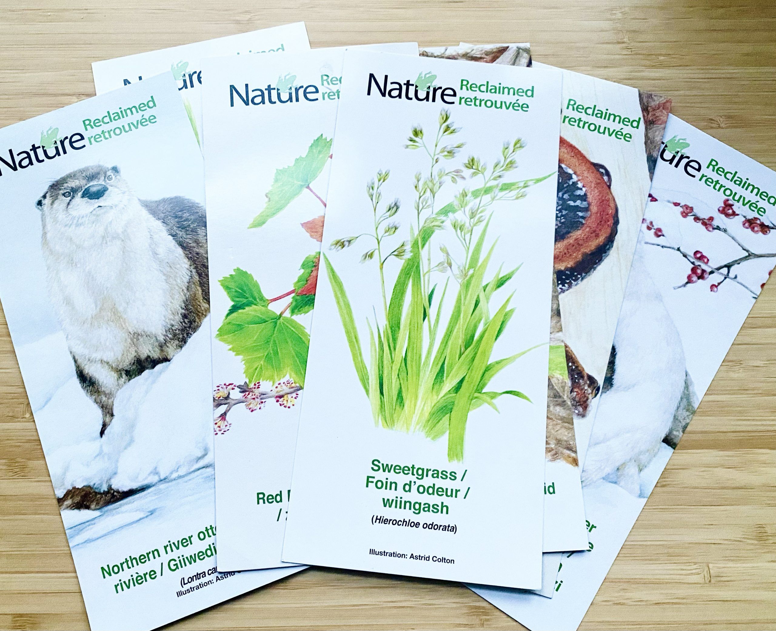 City hall celebrates regreening success with Nature Reclaimed campaign ...