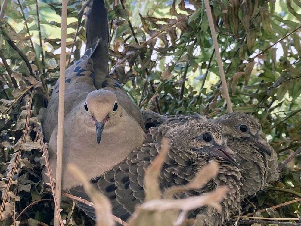 Join the Great Backyard Bird Count | Simcoe Reformer