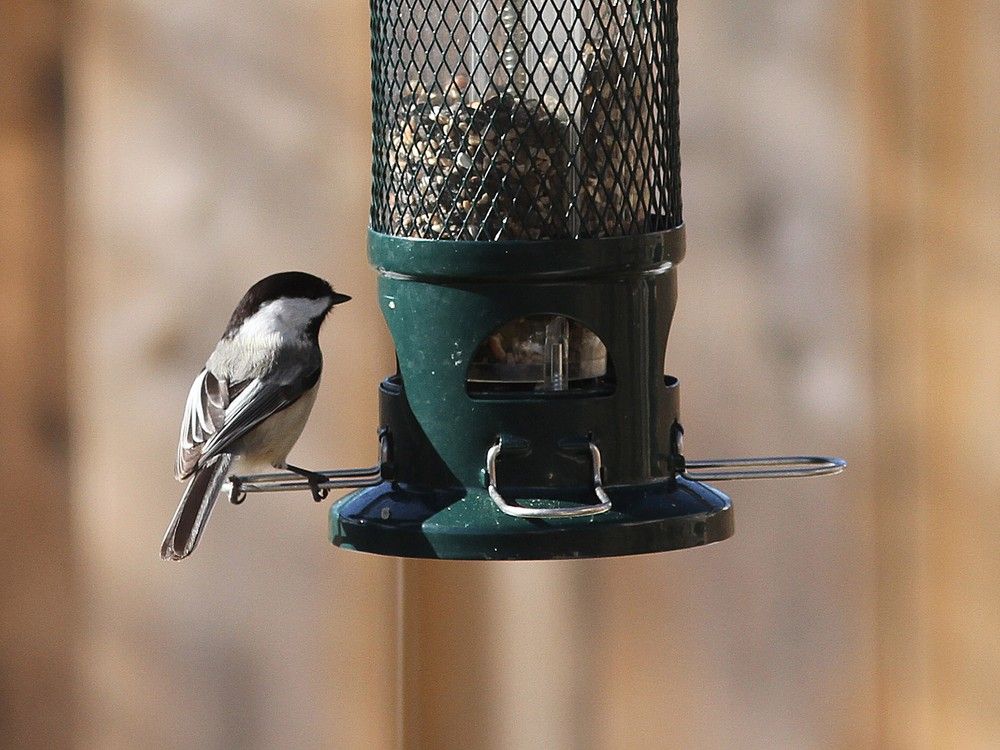 Global Great Backyard Bird Count starts Friday | The Kingston Whig Standard
