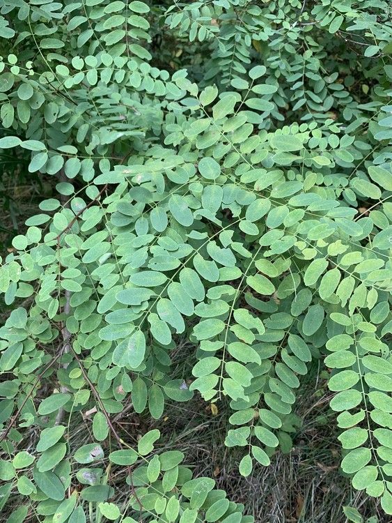 GARDEN CLIPPINGS: Why the locust tree is able to thrive in the poorest ...