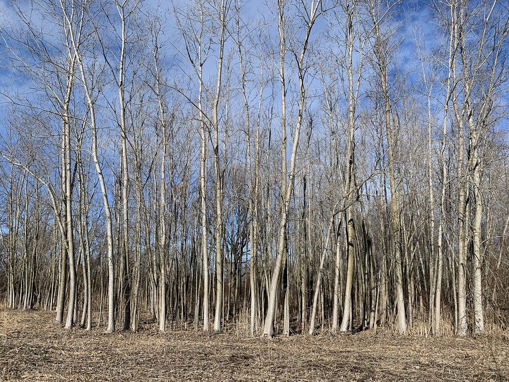 GARDEN CLIPPINGS: Ontario’s most abundant deciduous tree? The humble ...