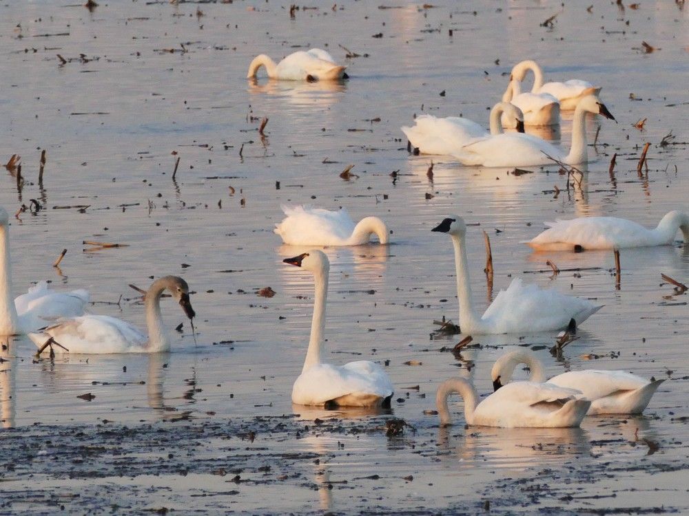 Tundra swans spotted at Lambton Heritage Museum | The Sarnia Observer
